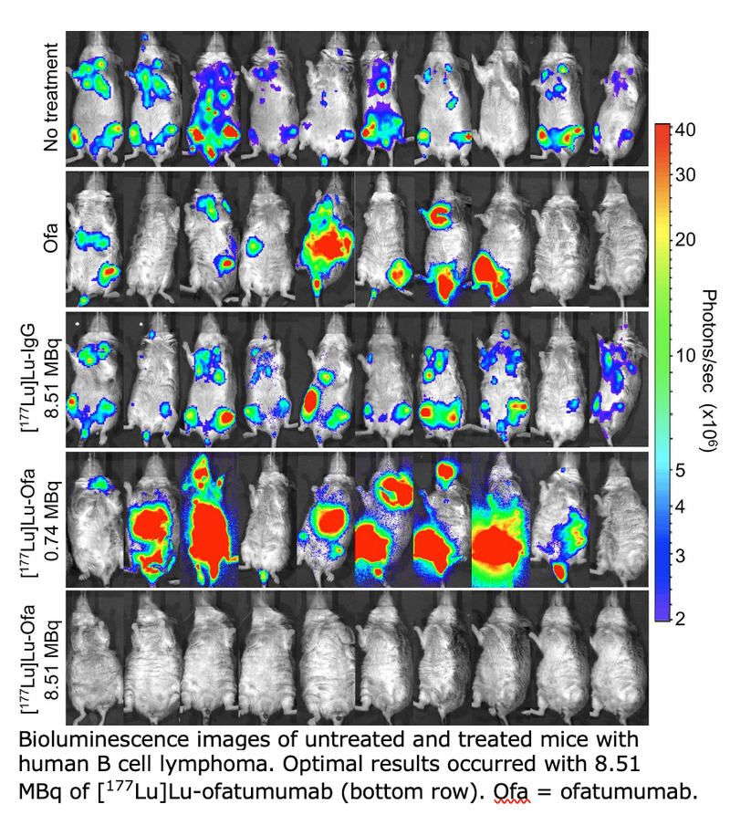 Radioimmunotherapy Cures Human Non-Hodgkin Lymphoma in Preclinical ...