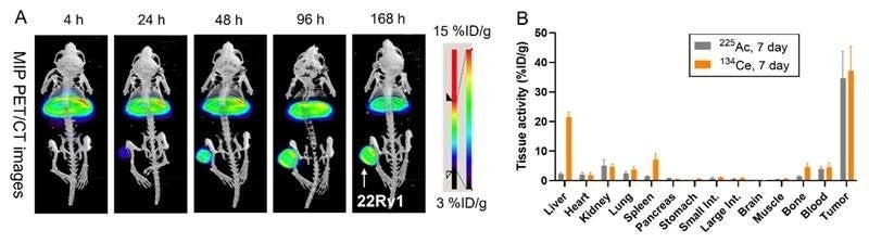 Enzyme-Based Molecular Design for Radiotheranostics Reduces Renal ...