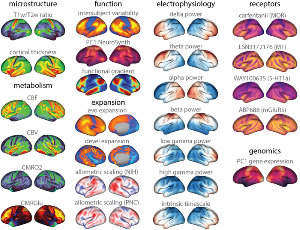 Database Provides Open Access to Multiple Brain Maps | Applied Radiology