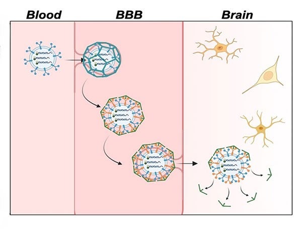 Fluorescent Sensors Improve Alzheimer Disease Imaging | Applied Radiology