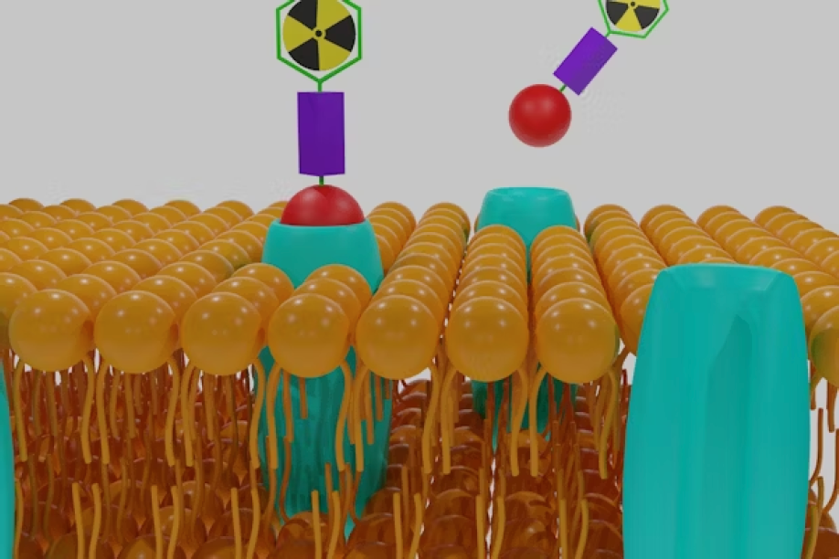 Radiopharm, Lantheus Collaborate on Radiopharmaceutical Development in ...