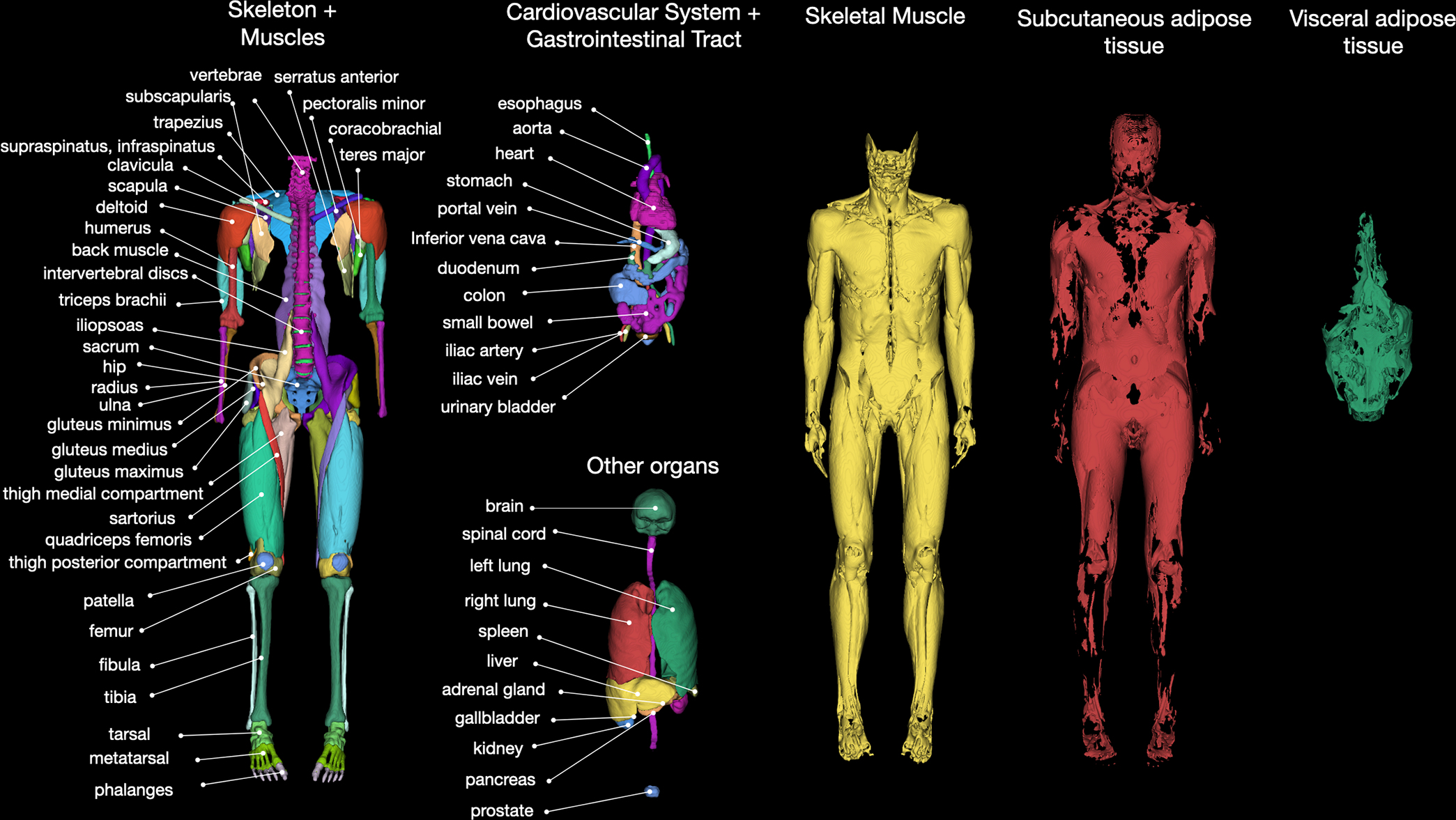 AI Model Automatically Segments MR Images | Applied Radiology