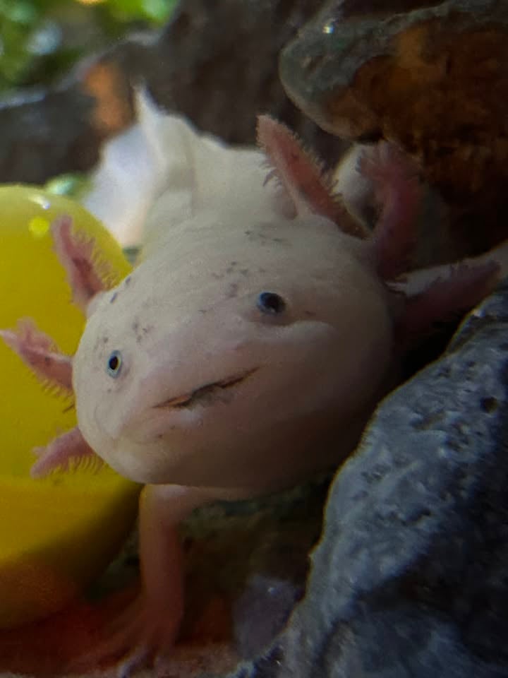 National Day of the Mexican Axolotl at Jenkinson's Aquarium | NJ Kids