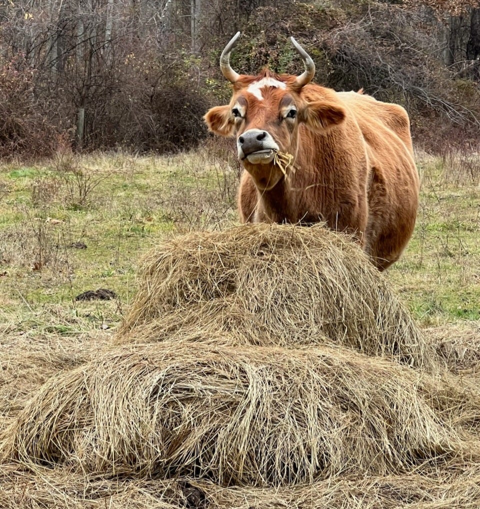 Fall Farm Fun at Fosterfields Living Historical Farm | NJ Kids