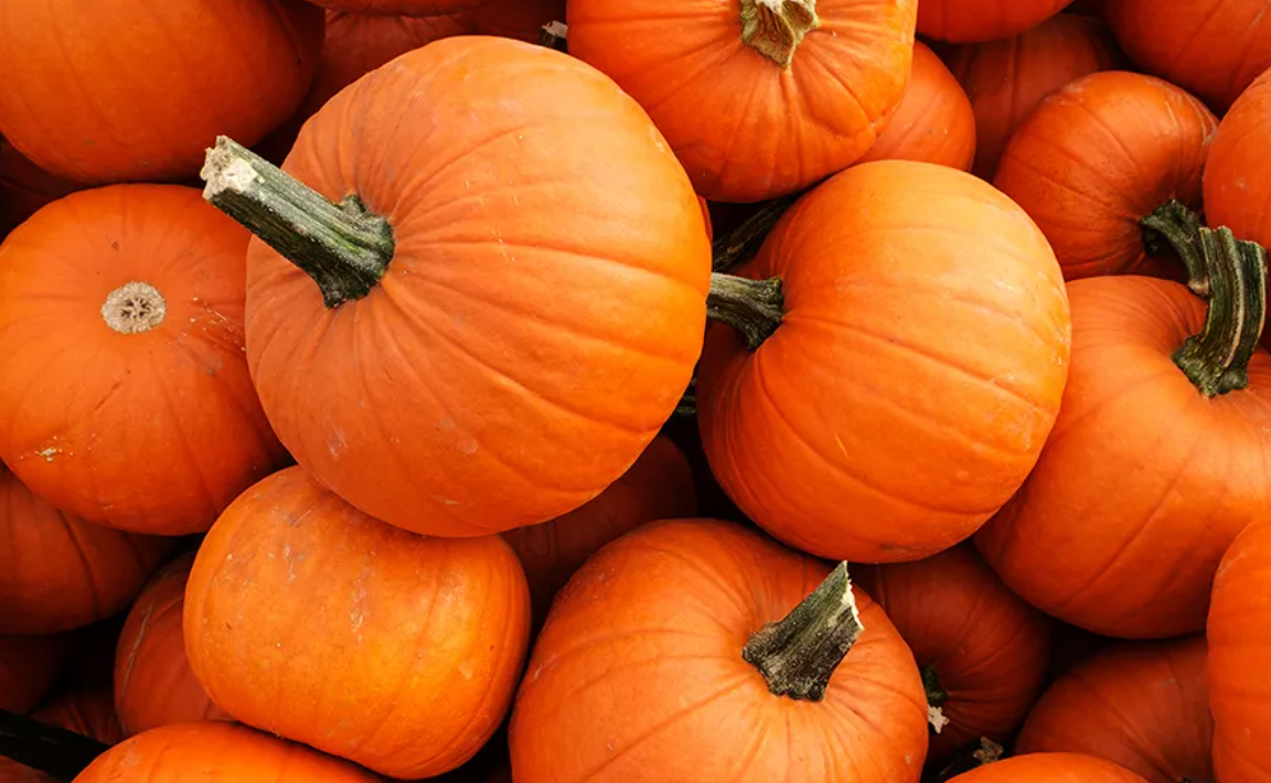 Pumpkin Patch at Carnegie Diner & Cafe – Benefitting Secaucus High ...