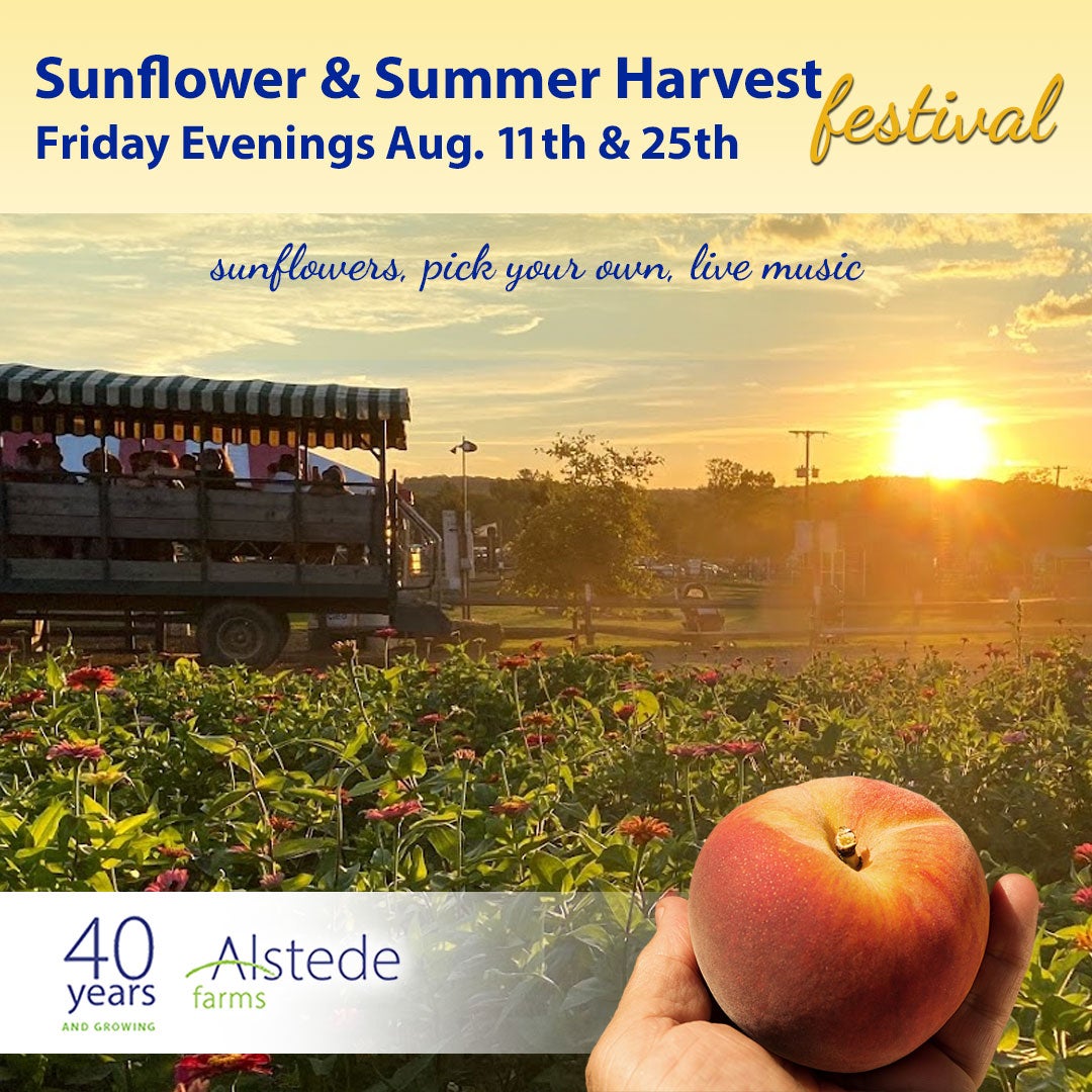 Sunflower & Summer Harvest Festival at Alstede Farms | NJ Kids