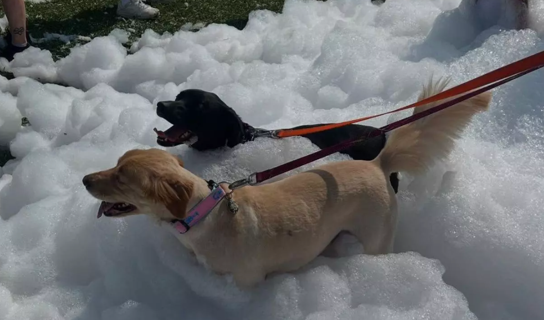 Pup Stock Festival at Sussex County Fairgrounds | NJ Kids