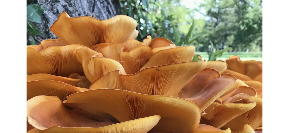 Morning Mushroom Walk | NJ Kids
