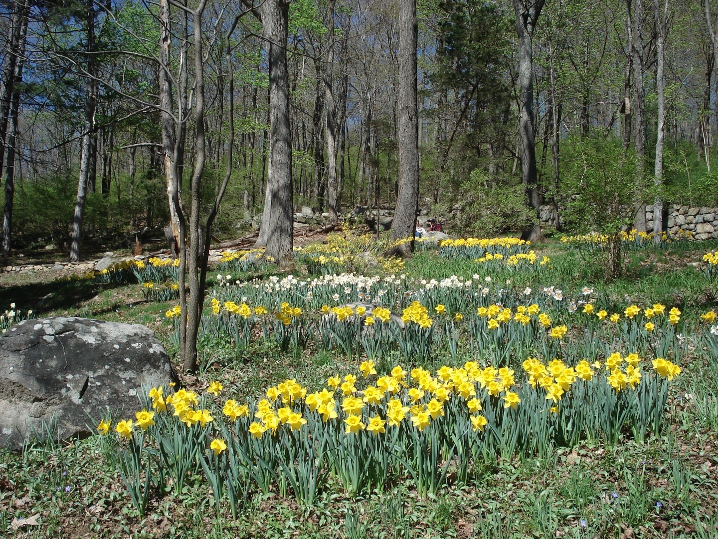 Early Spring Wildflower Walk at NJ Botanical Garden | NJ Kids