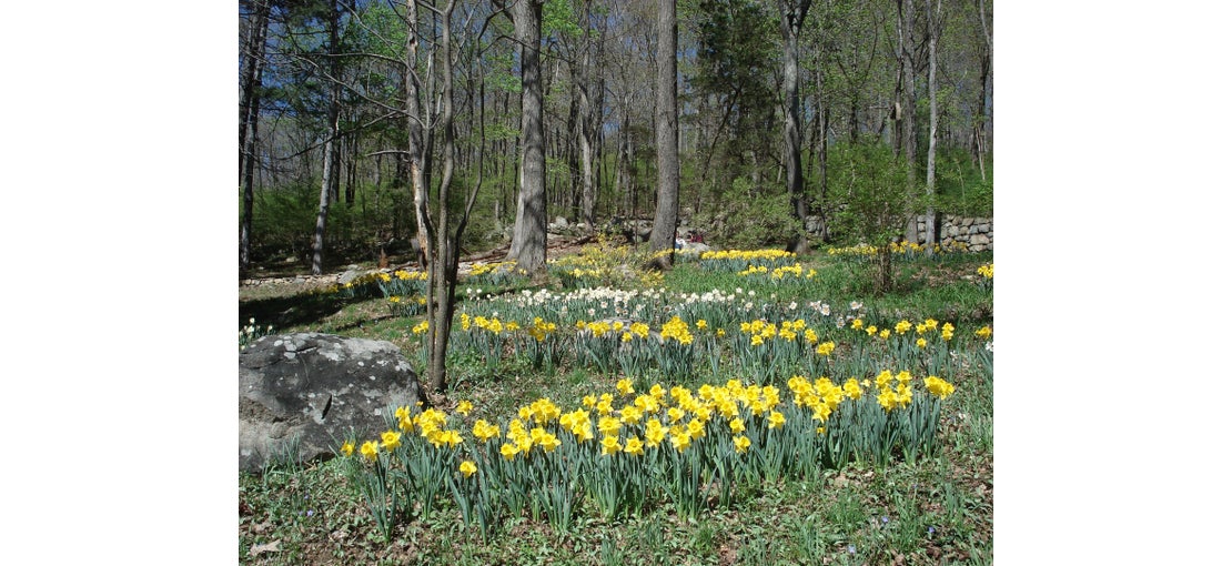 Early Spring Wildflower Walk at NJ Botanical Garden | NJ Kids