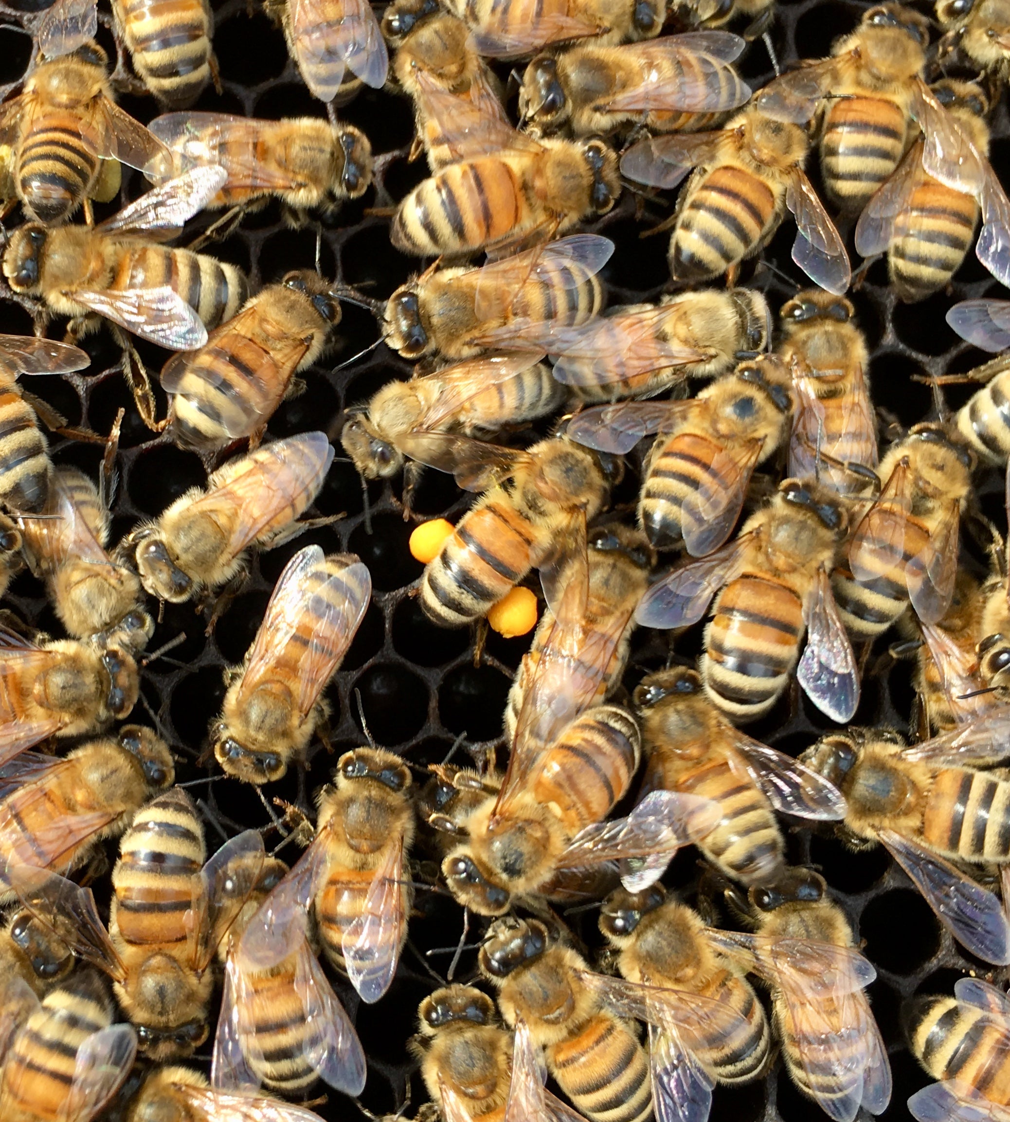 The ABCs of Honeybees at NJ Botanical Garden | NJ Kids