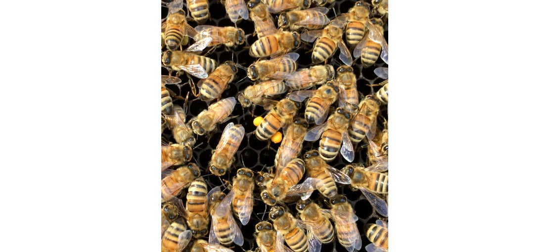 The ABCs of Honeybees at NJ Botanical Garden | NJ Kids