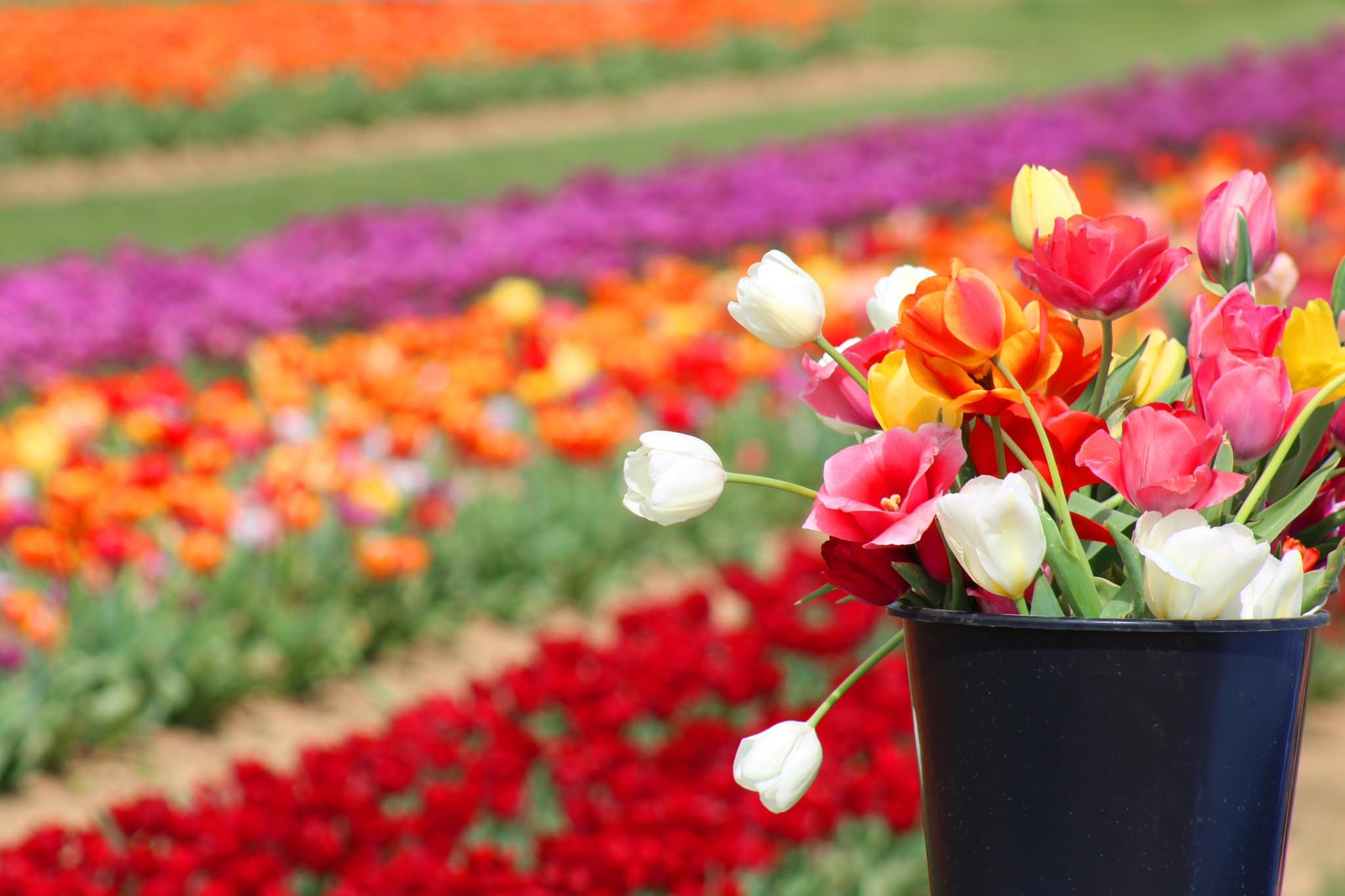 U-Pick Tulips: Spring Spectacular at Holland Ridge Farms | NJ Kids