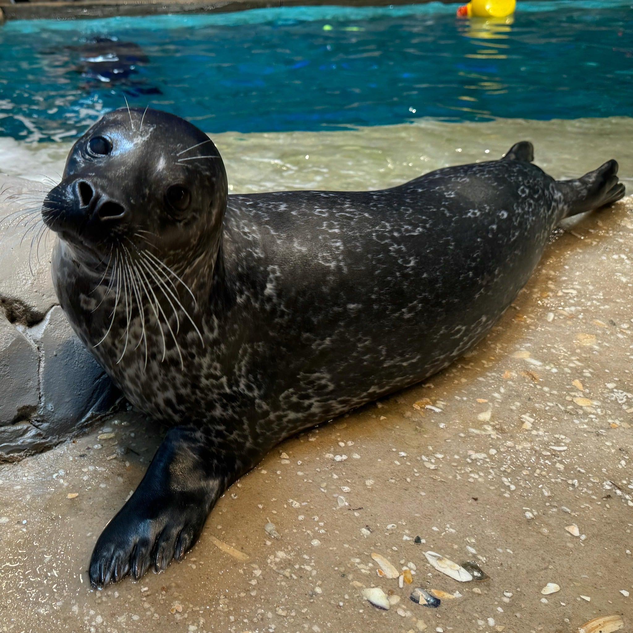 International Day of the Seal | NJ Kids