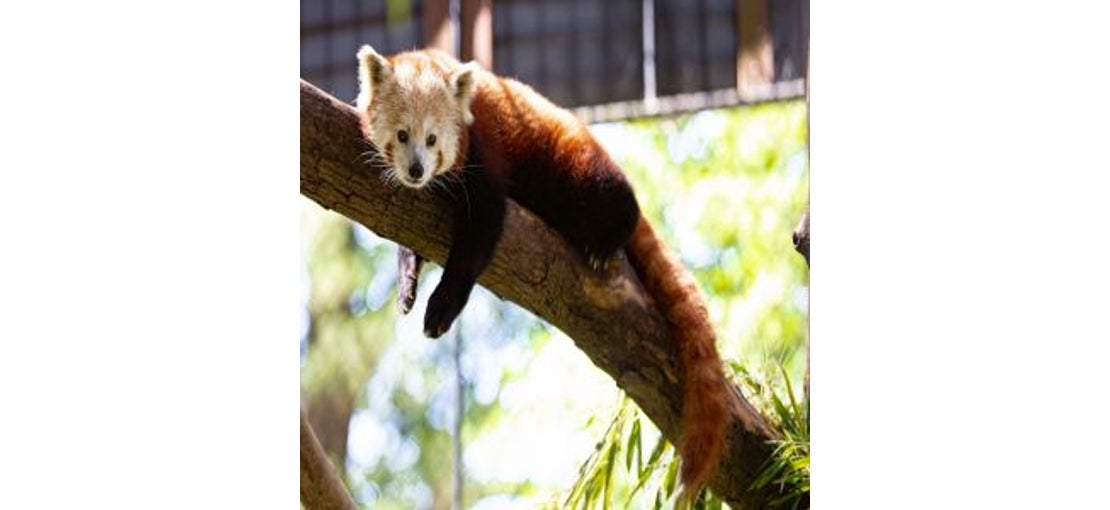 INTERNATIONAL RED PANDA DAY @ Brandywine Zoo | NJ Kids